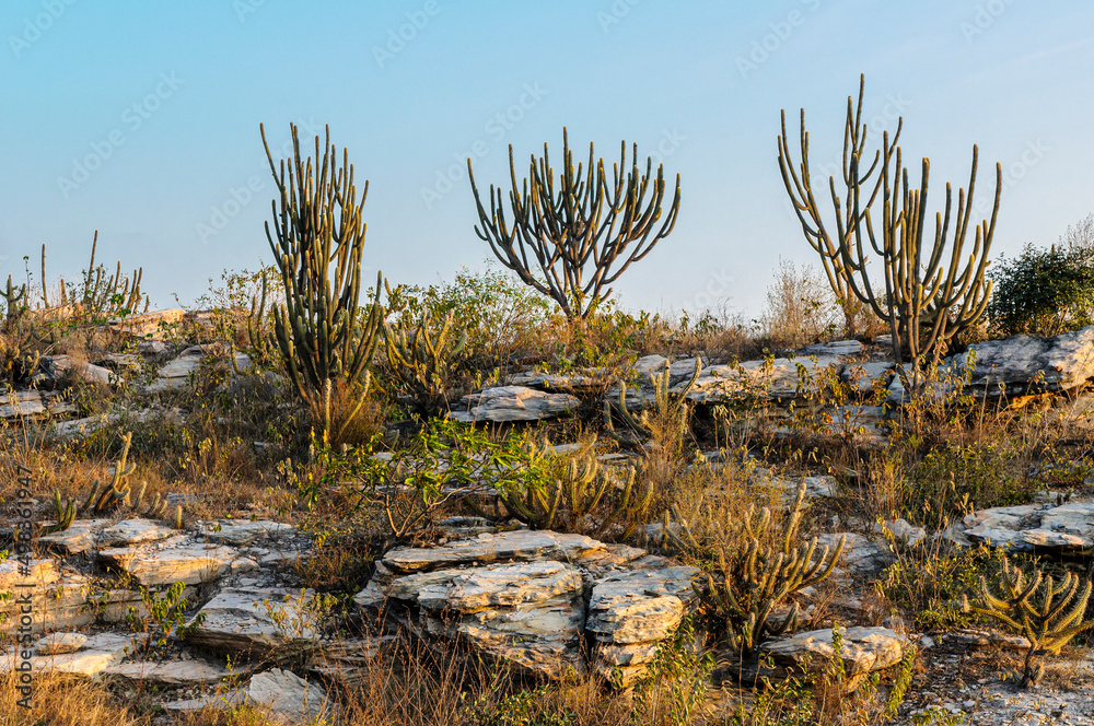 Cactus, rocks and typical vegetation of the Brazilian Caatinga Biome in ...