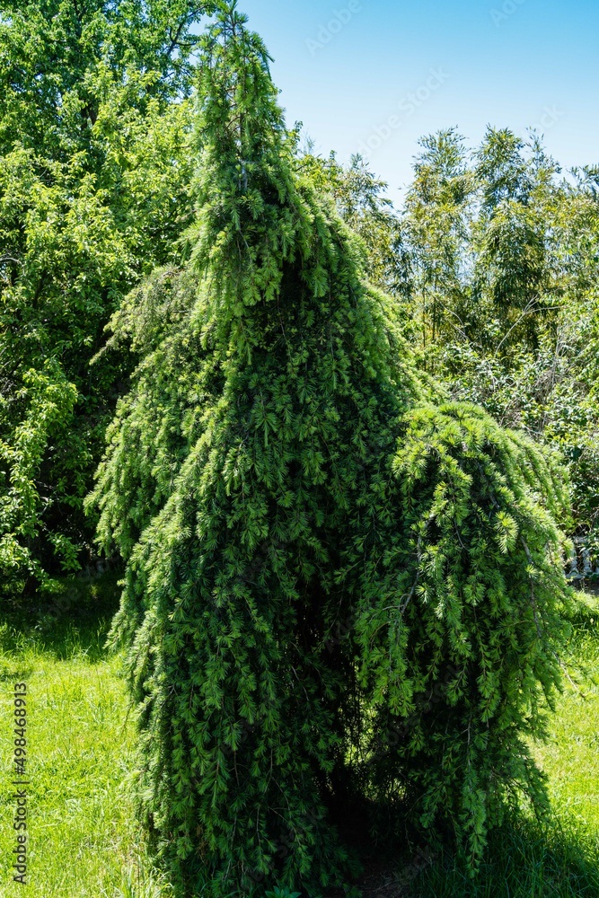 Weeping Himalayan cedar (Cedrus Deodara Pendula) with beautiful green ...