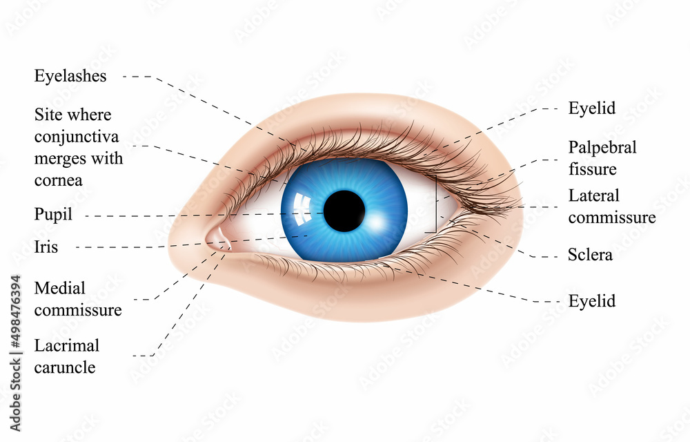 Human eye anatomy illustration. Parts of the eye, labeled vector ...