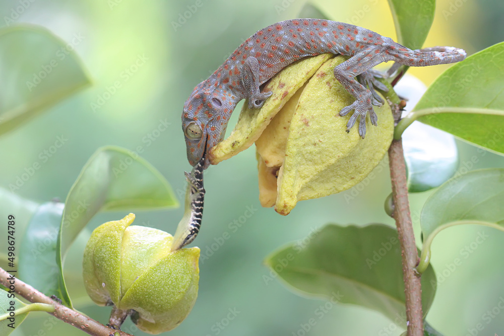 A young tokay gecko is eating an olive tree skink on a soursop flower ...
