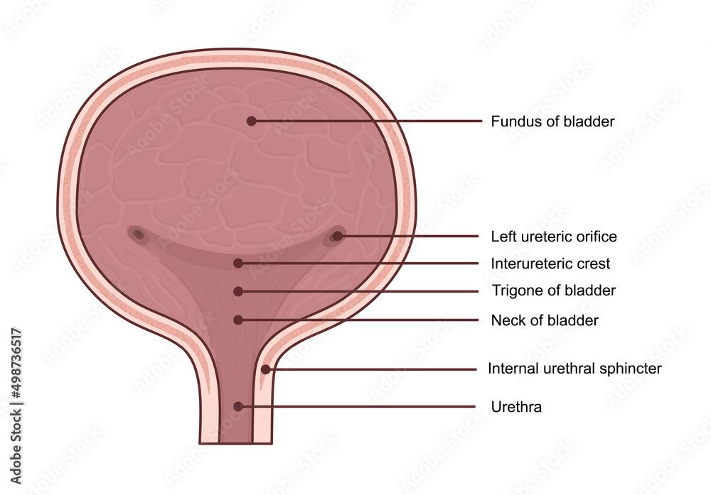Anatomy of urinary bladder. Medical diagram concept. Stock Vector ...