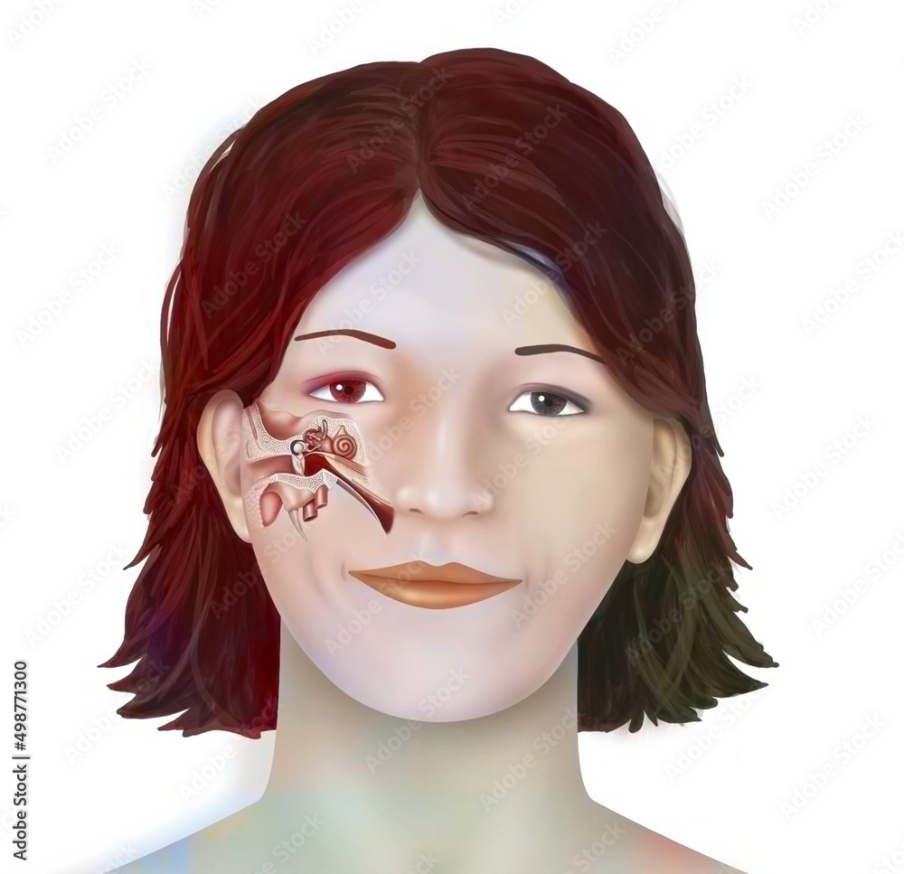 Anatomy of the inner ear showing the eardrum the cochlea. Stock ...