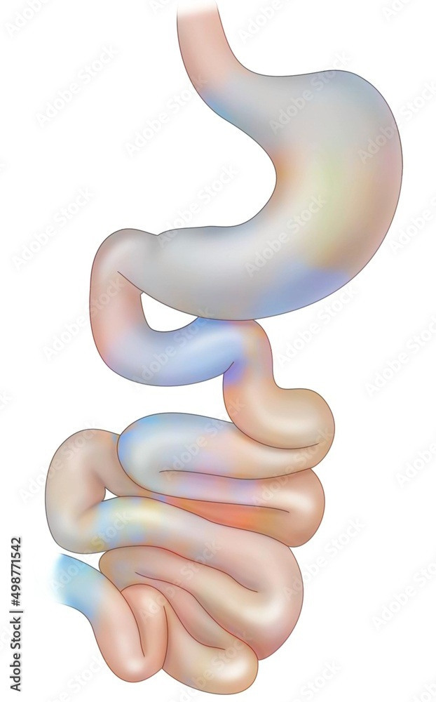 Digestive system with esophagus stomach duodenum and small intestine ...