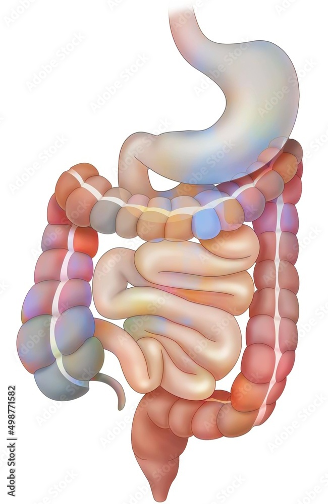Digestive system with stomach duodenum small intestine colon. Stock ...