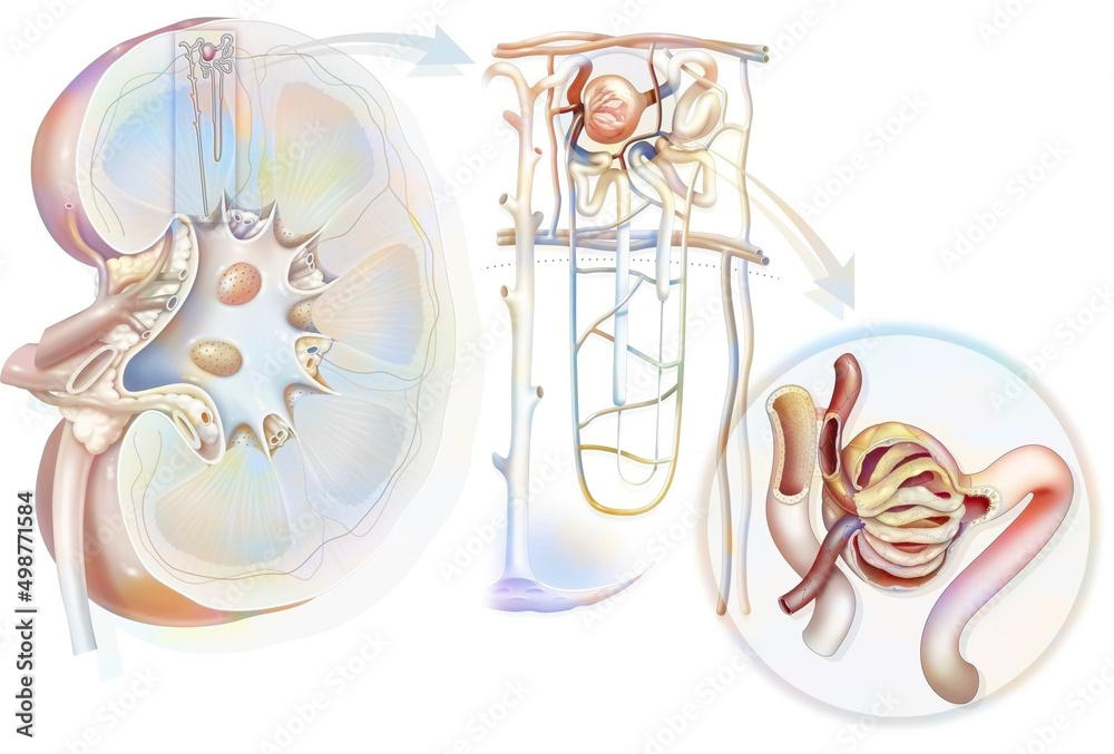 Urinary system from kidney to glomerulus with structures of kidney ...