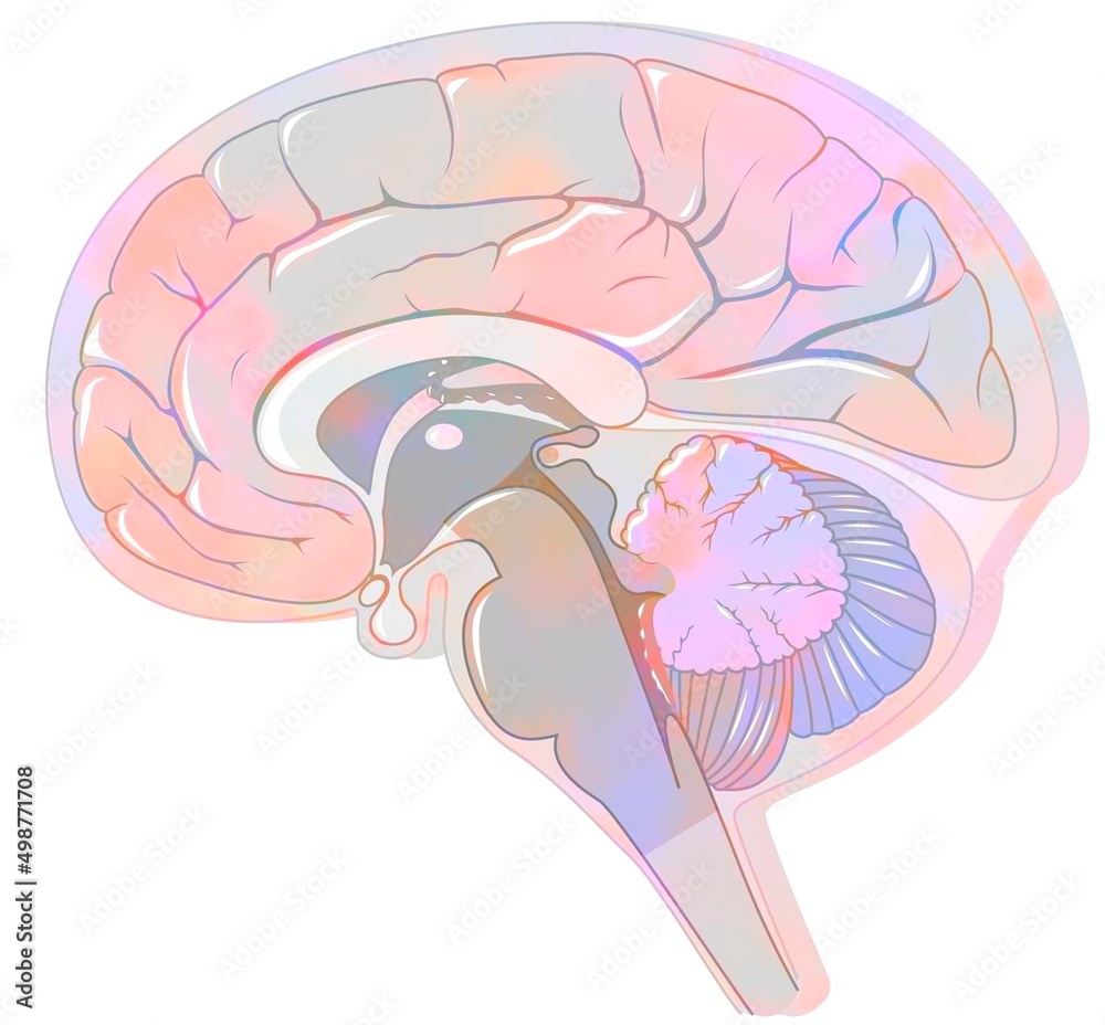 Sagittal section of the brain with meninges and cerebrospinal fluid ...