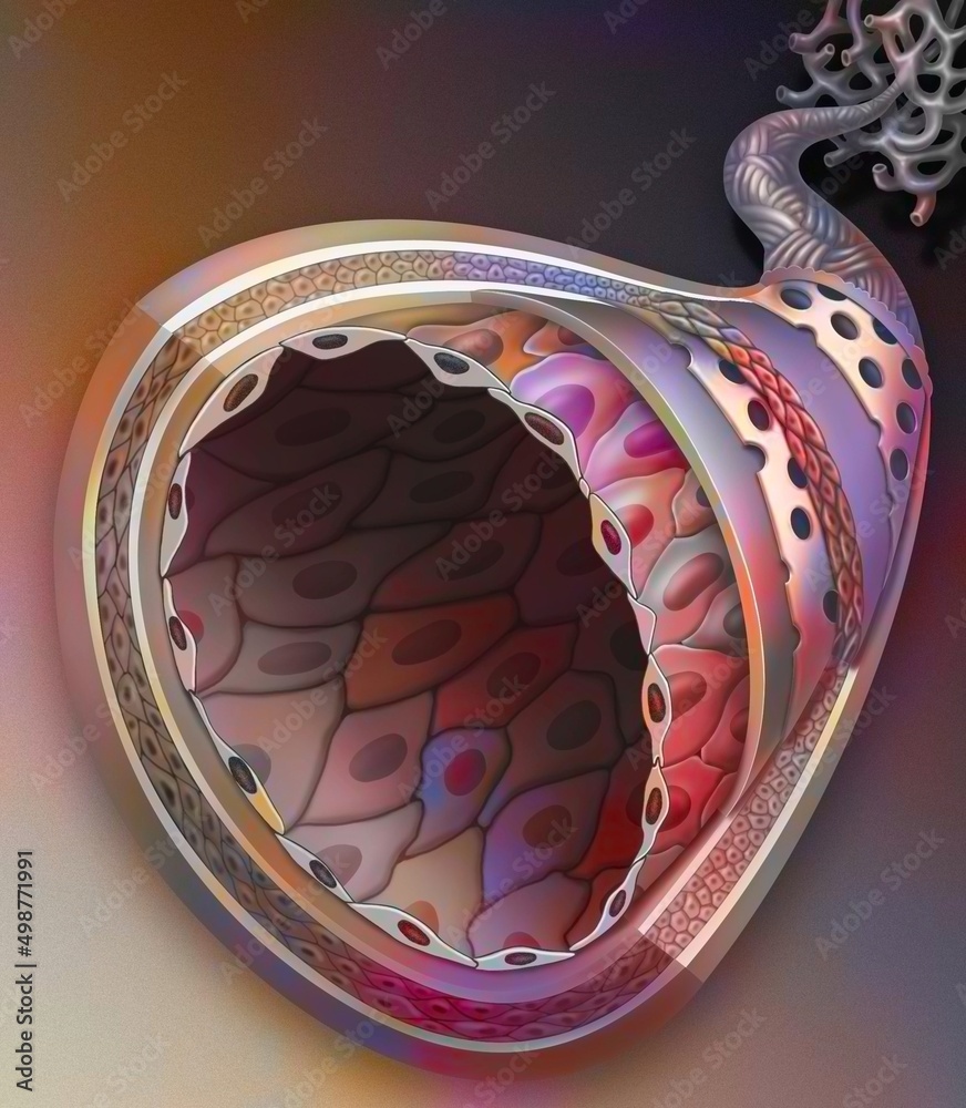 Anatomy of a blood vessel with its different layers of collagen tissue ...