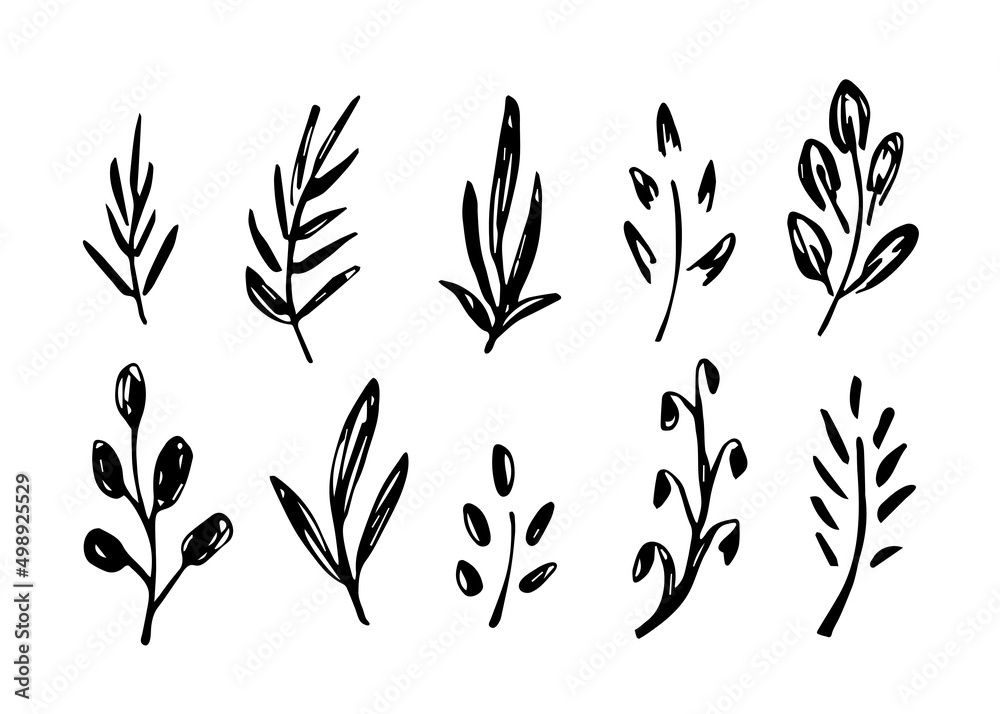 Simple hand-drawn vector drawing in black outline. Botanical set of ...