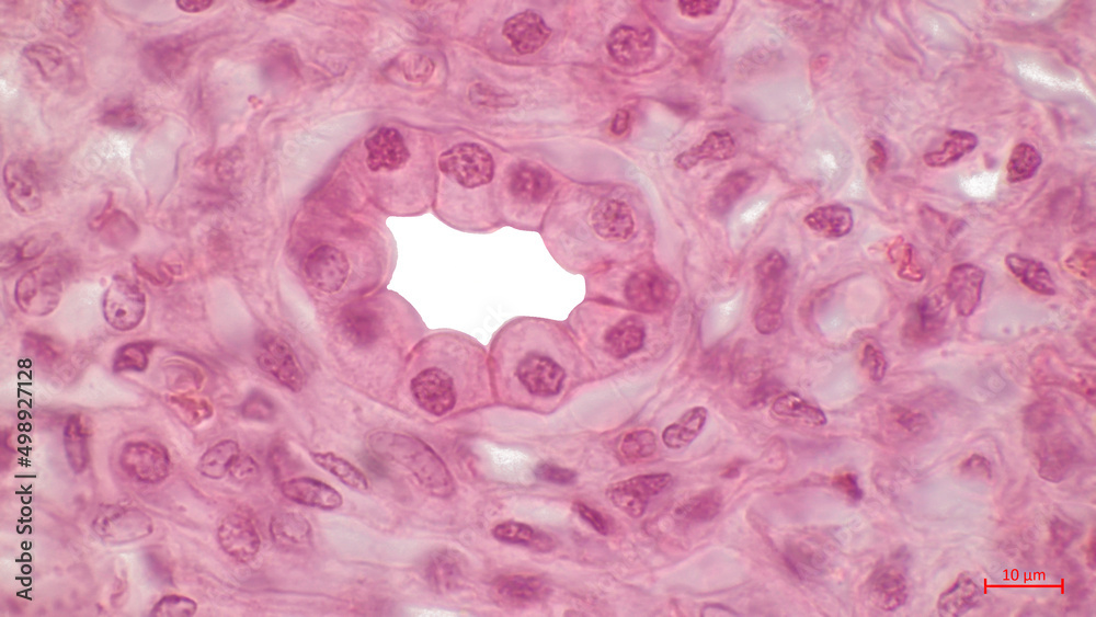 Human kidney tissue, light micrograph. Haematoxylin and eosin stain ...
