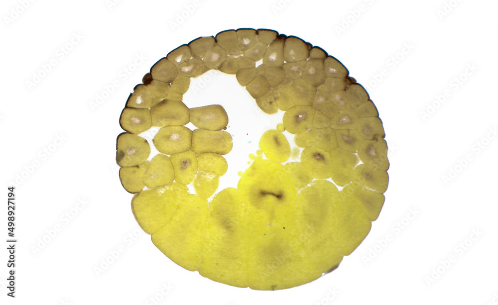 Frog embryo, blastula, light micrograph. Transverse section through ...