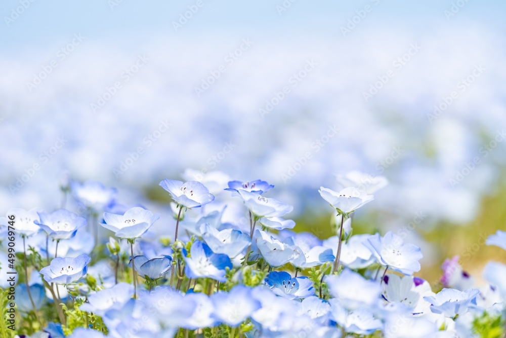 Stock-Foto „Blooming blue nemophila flowers in spring, Hitachi Seaside ...