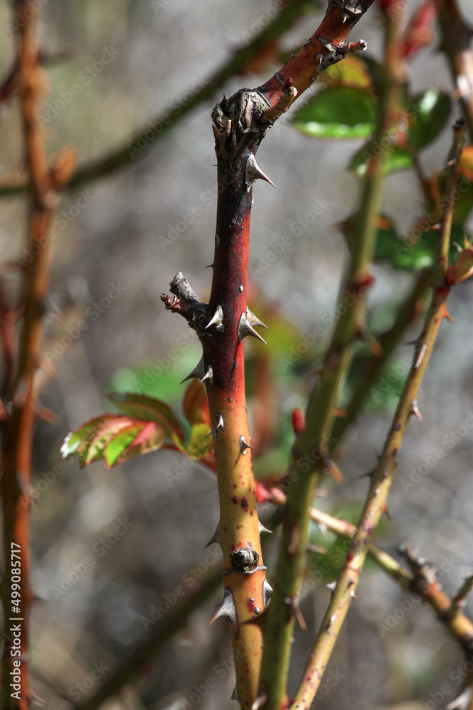 Plant disease in roses such as mildew or rust are common. Stem Blight ...