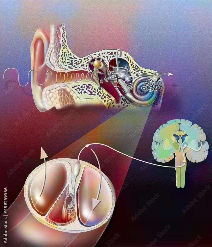 Anatomy of the ear with zoom of the organ of hearing. Stock ...