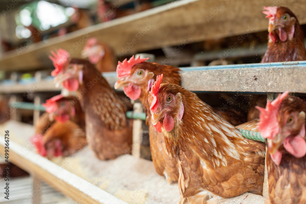 Chickens breed eggs, The chicken took its head out of the cage to eat ...