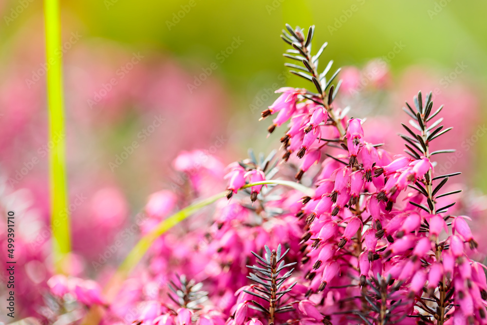 Blooming erica carnea on the field. Pink erica carnea flowers on a ...