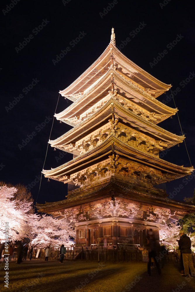 Night View, Five-story pagoda of Toji Temple and Sakura, Cherry Blossom ...