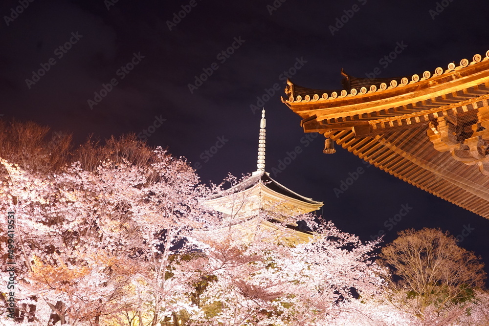Night View, Five-story pagoda of Toji Temple and Sakura, Cherry Blossom ...