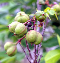 Buckeye Tree Pods Free Stock Photo - Public Domain Pictures