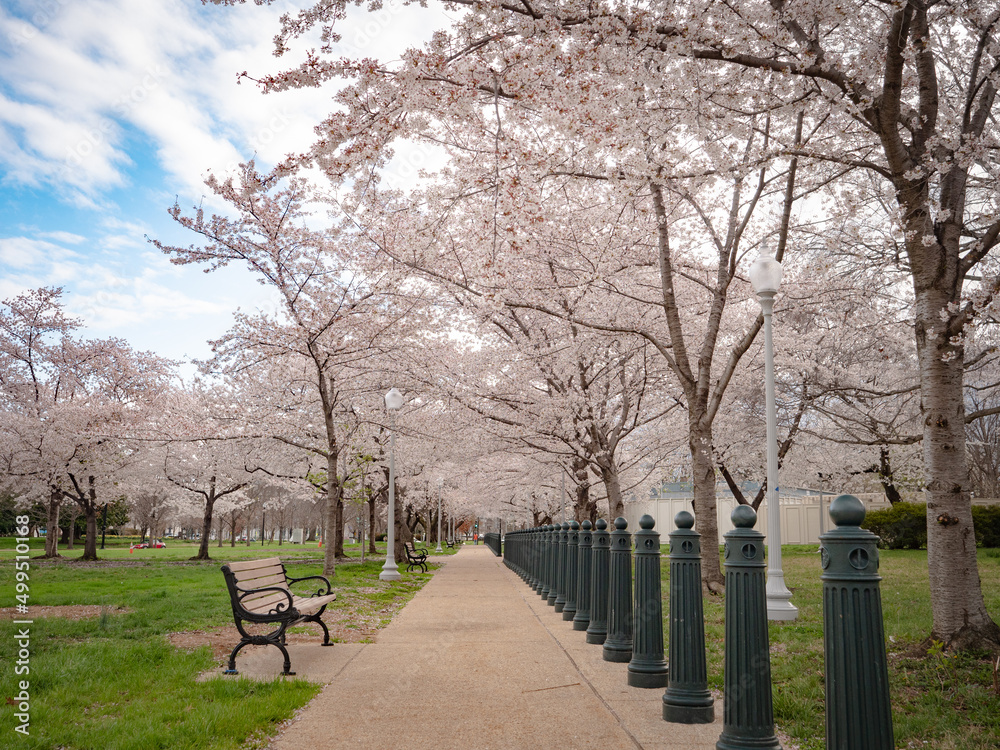 Cherry blossom walkway Stock Photo | Adobe Stock