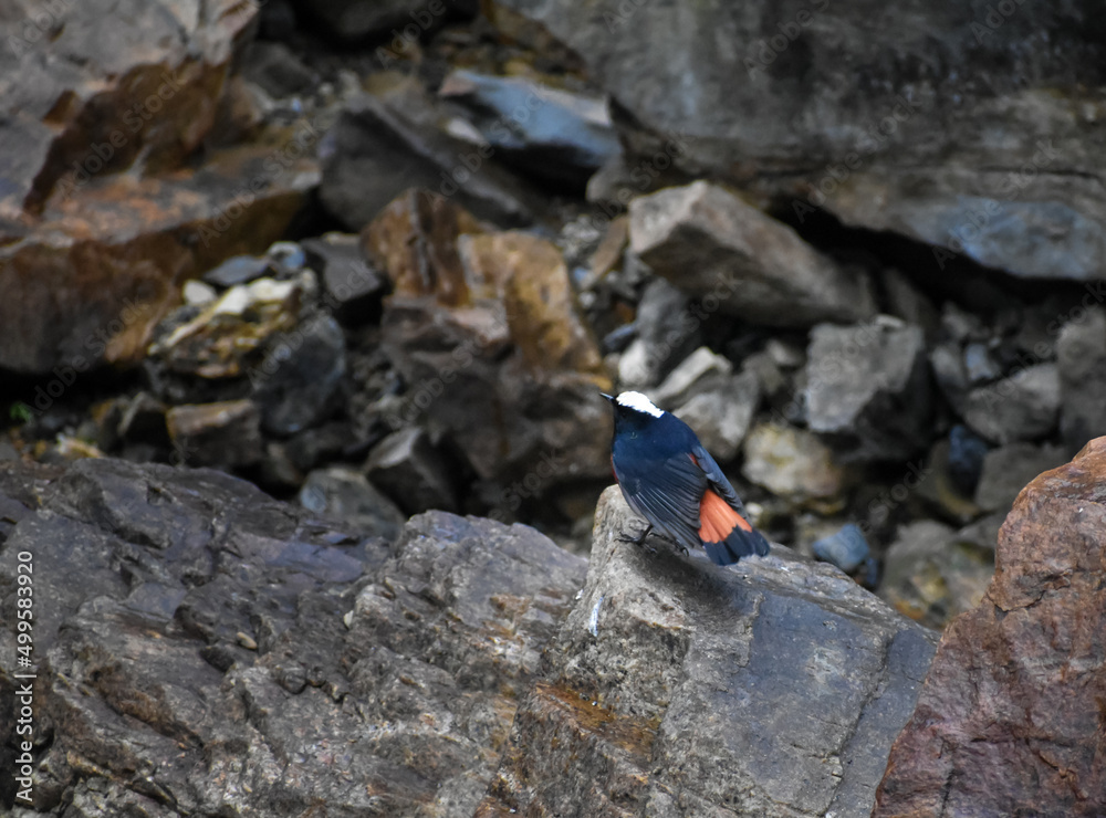 The white-capped redstart or white-capped water redstart (Phoenicurus ...