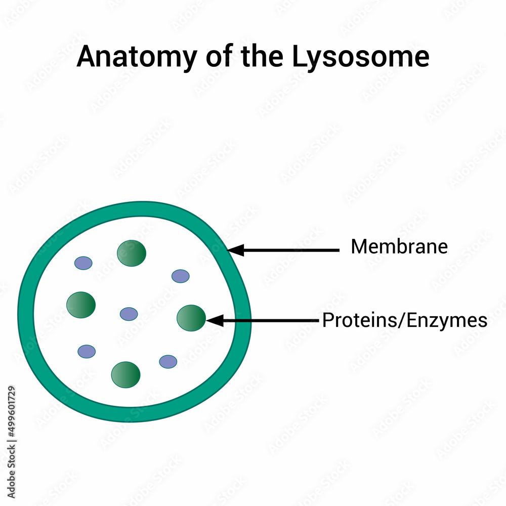 anatomy of the lysosome vector illustration Stock Vector | Adobe Stock