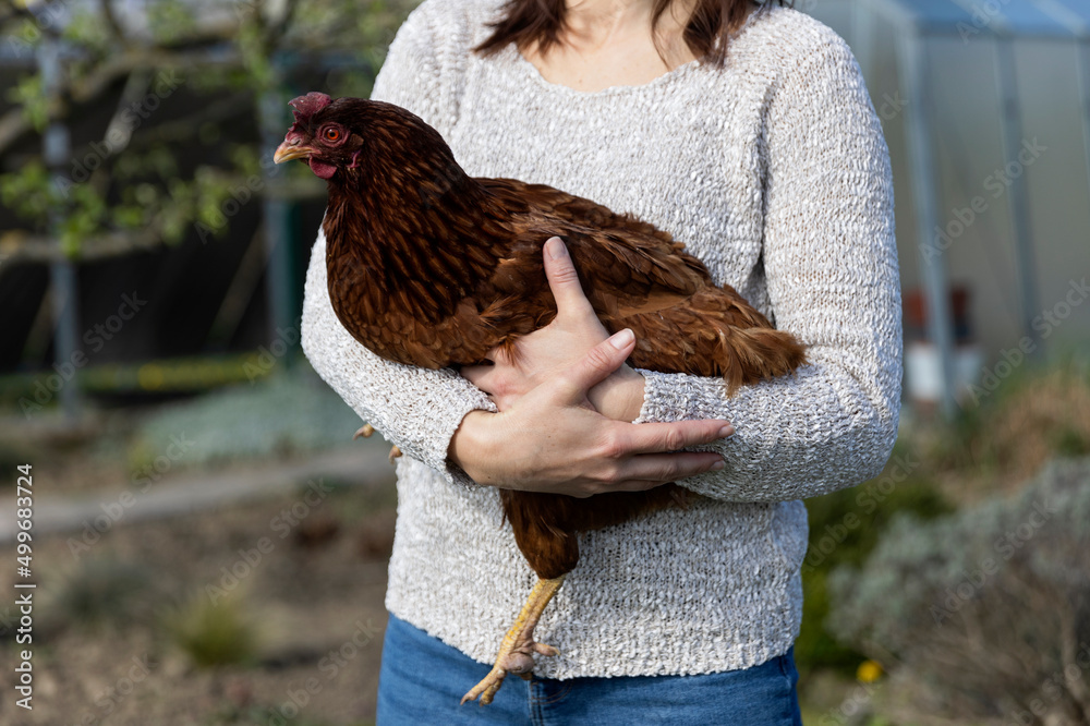 A woman holding brown hen. Woman holding a little brown chicken on a ...