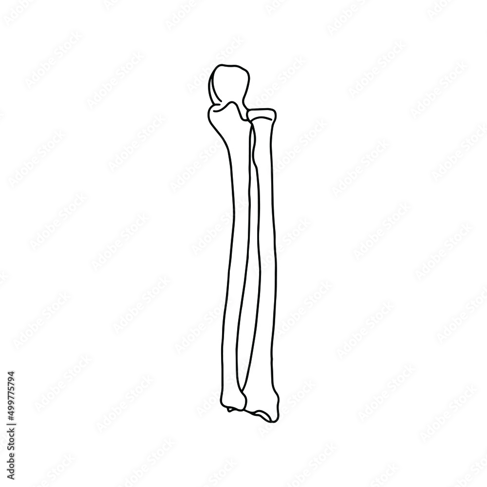The bones of the forearm of the human right hand: the ulna and the ...