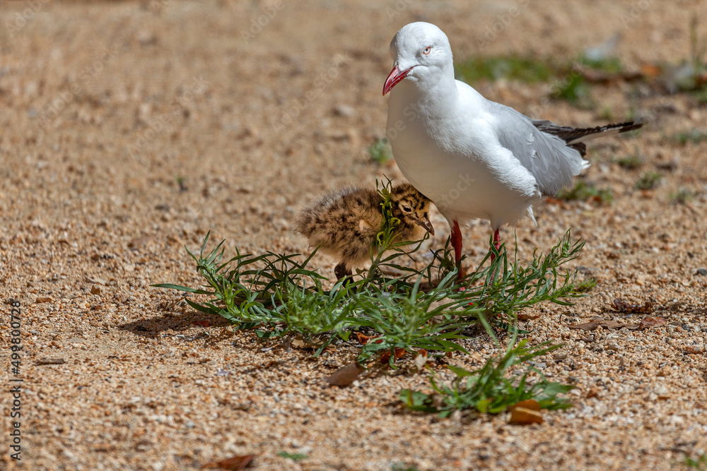 Stock-Foto „Australian Silver Gull (Chroicocephalus novaehollandiae or ...