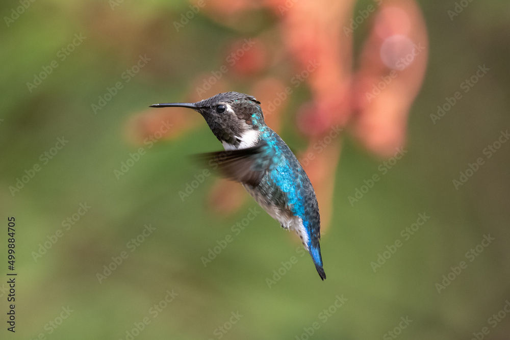 Koliberek hawański samica łac. Mellisuga helenae w locie z kwiatami w ...