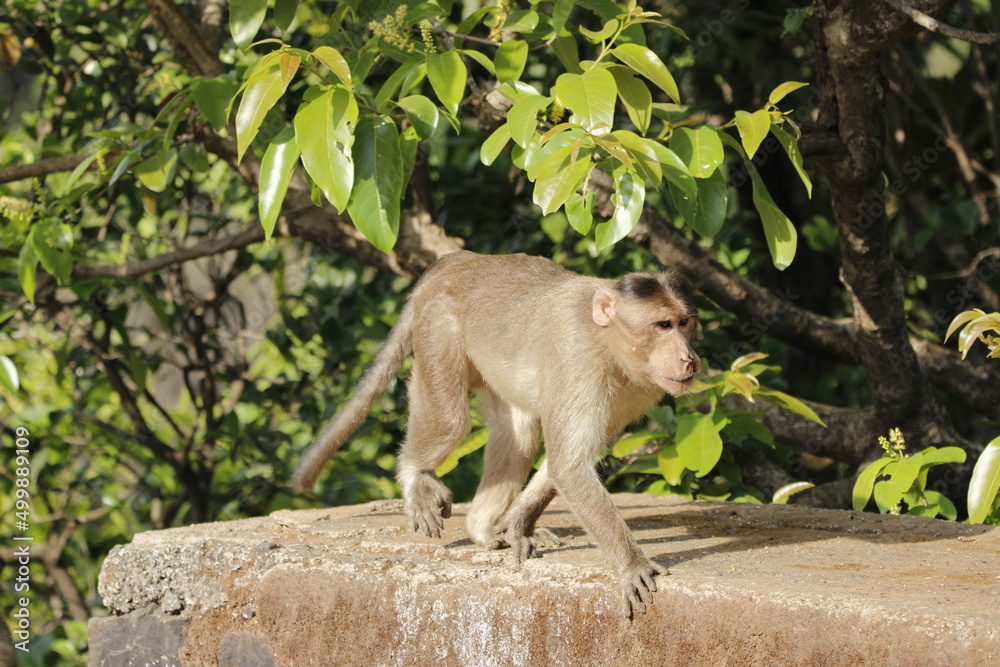 Monkey in Jungle. Emotions and actions of Monkey and baby. Beautiful ...