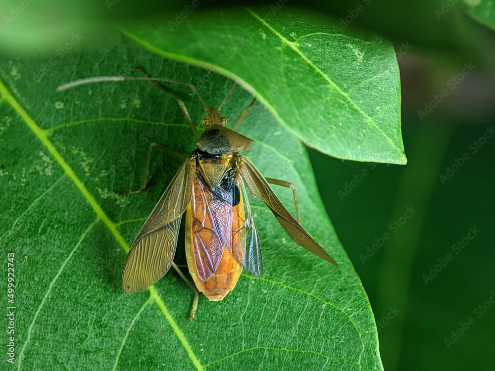 Fotografie The Miridae are a large and diverse insect family at one ...