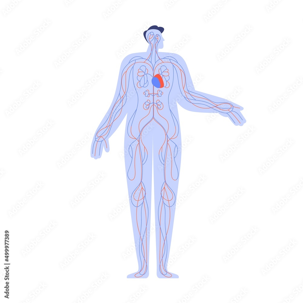Cardiovascular system in human body silhouette. Heart circulatory ...