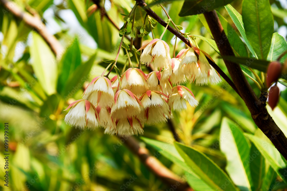 Hanging flowers of Elaeocarpus hainanensis or Elaeocarpus grandifloras ...