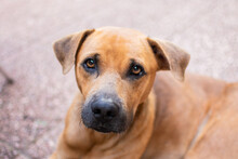 Street Dog Free Stock Photo - Public Domain Pictures