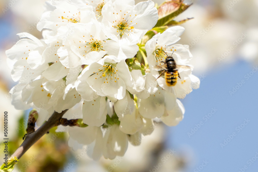 bee pollinating a white cherry blossom. Pollination is vital for plants ...