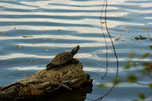 Seagull And Turtle Free Stock Photo - Public Domain Pictures