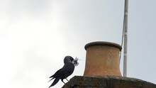 Crow With Nesting Material Free Stock Photo - Public Domain Pictures