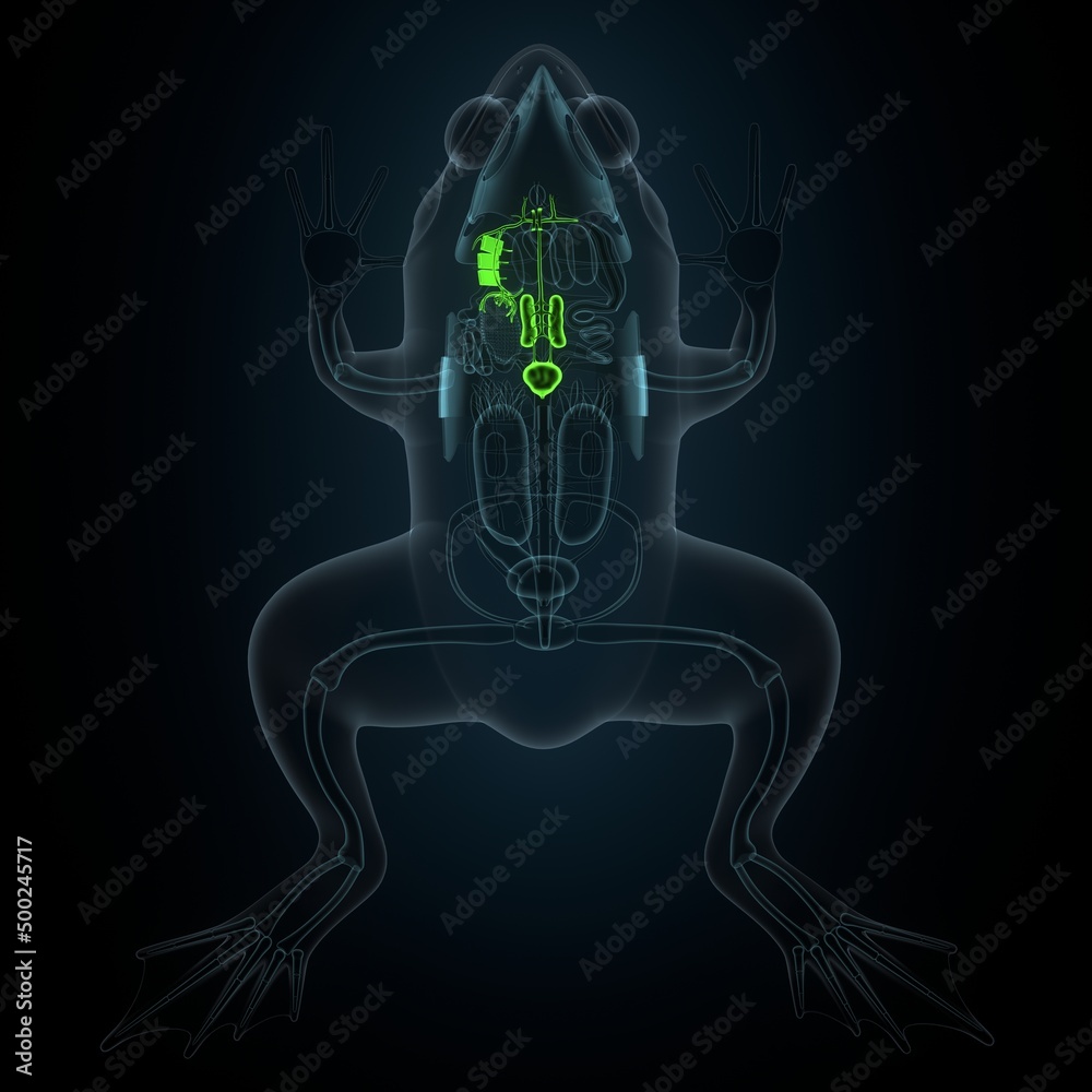 3d illustration of frog organs system anatomy Stock Illustration ...