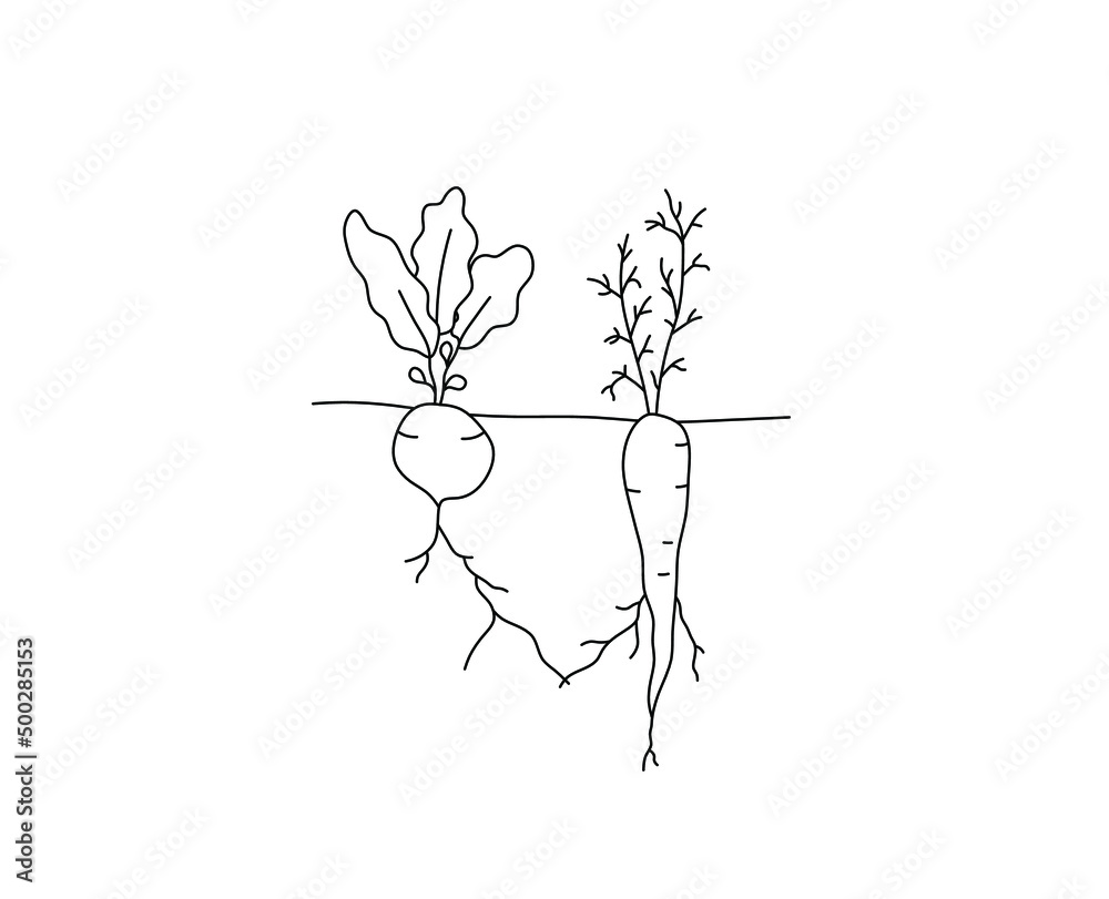 Vector isolated two growing root crops holding each other by their ...