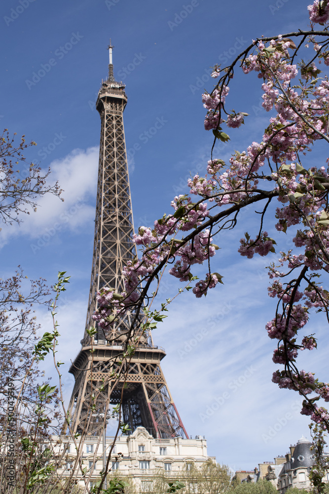 Paris, France: a Japanese cherry tree in bloom with view of The Eiffel ...