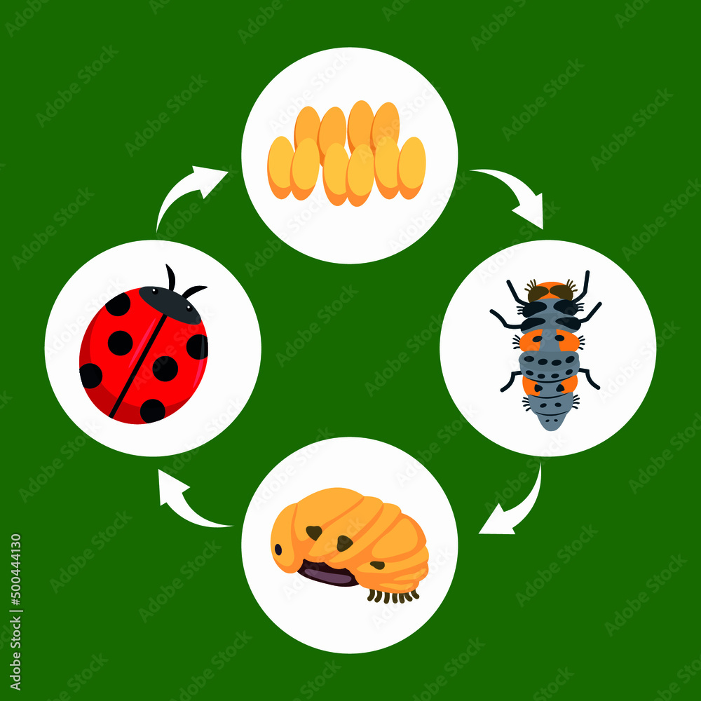 life cycle of a ladybug from eggs, larvae, pupa to ladybug Stock Vector ...