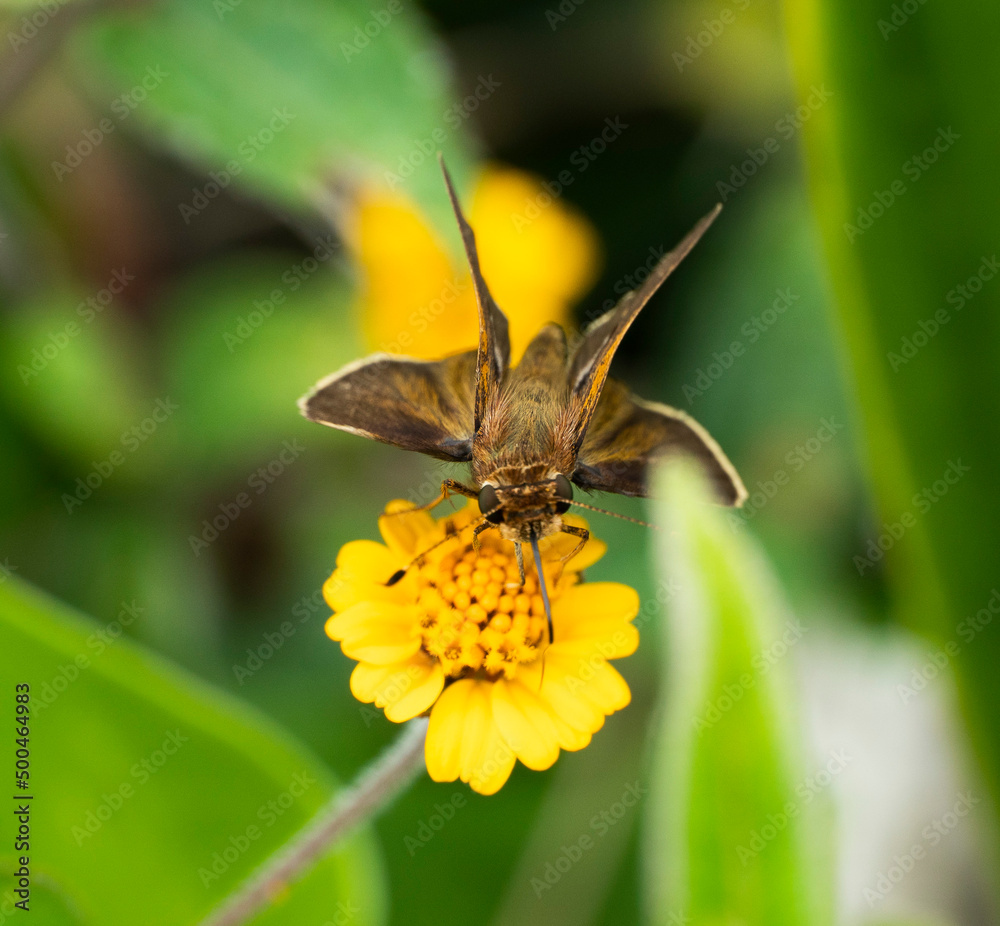 Pompeius verna, la pequeña ala de cristal, es una especie de mariposa ...
