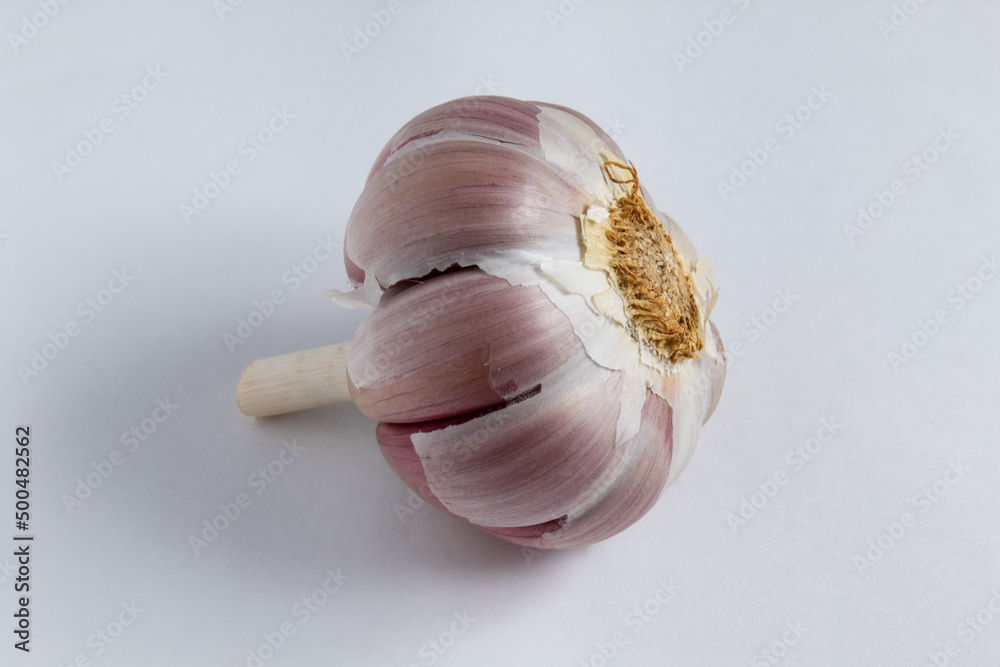 Whole head of garlic, with purple garlic cloves, on white background ...