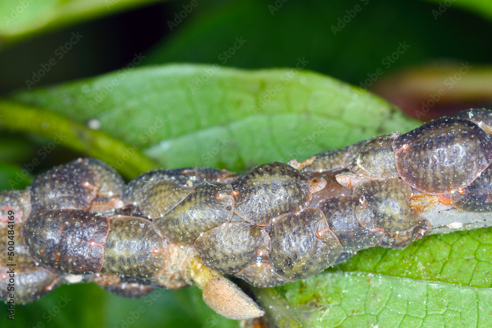 Scale insects (Coccidae) on a magnolia in the garden. They are ...