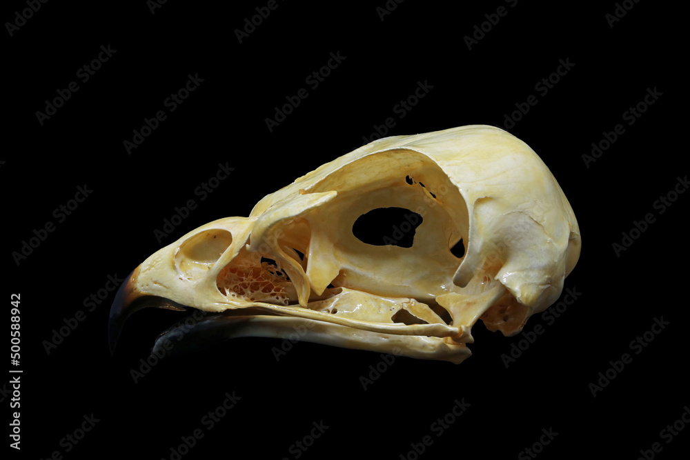 Closeup of the skull of a common buzzard (Buteo buteo) isolated in ...