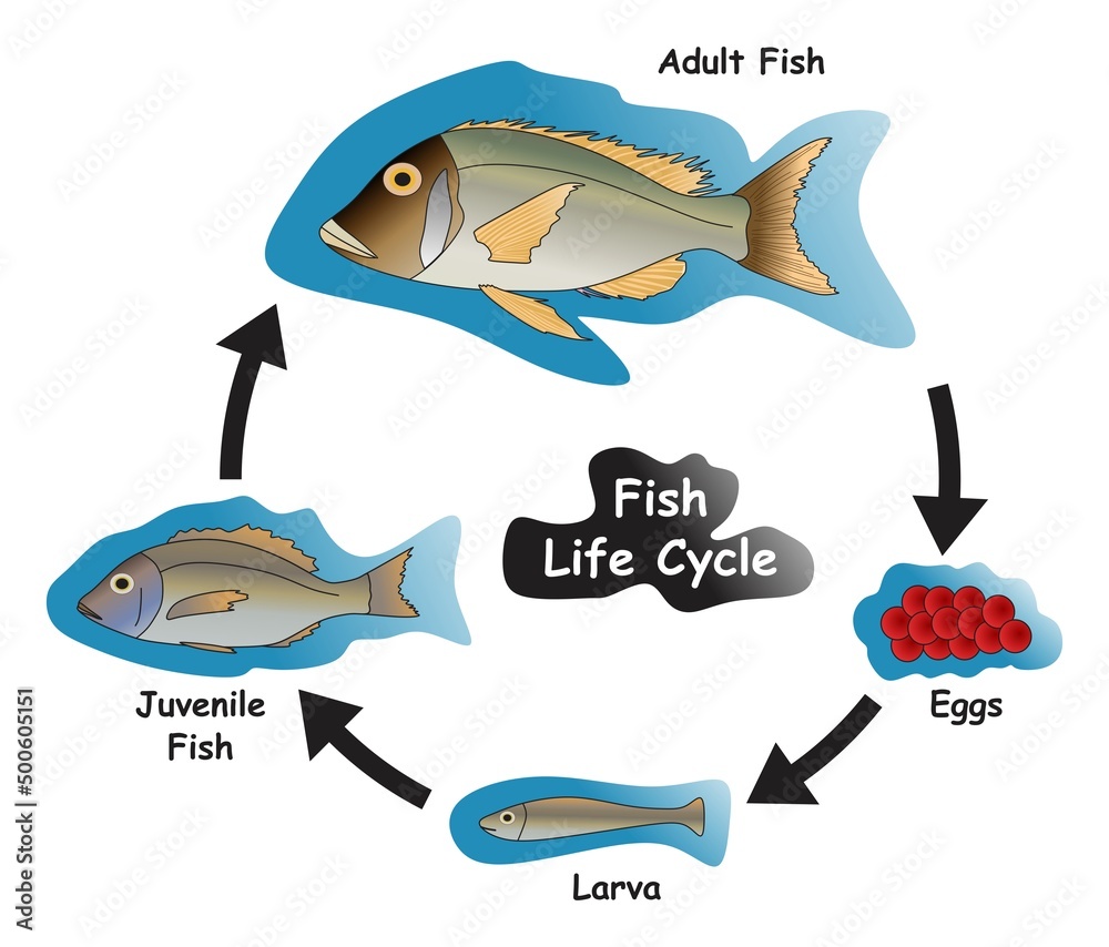 Fish Life Cycle Infographic Diagram showing different phases and ...