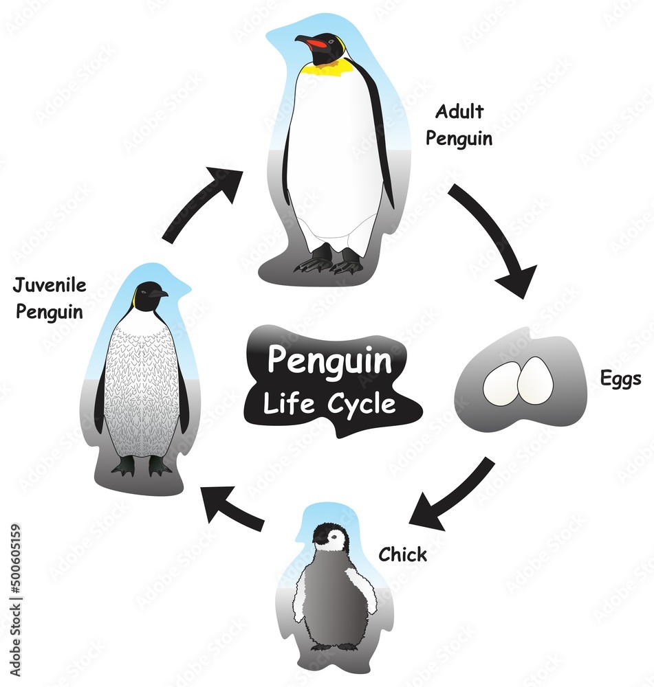 Penguin Life Cycle Infographic Diagram showing different phases and ...