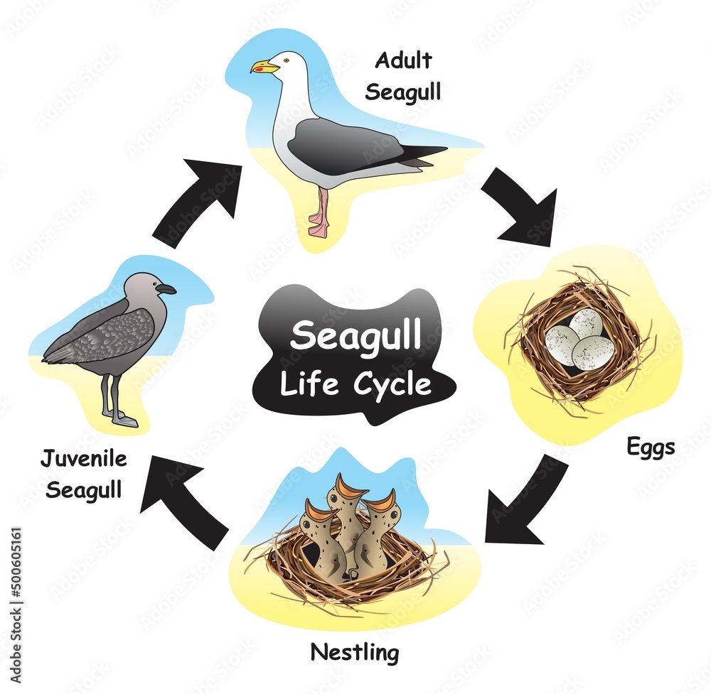 Seagull Life Cycle Infographic Diagram showing different phases and ...