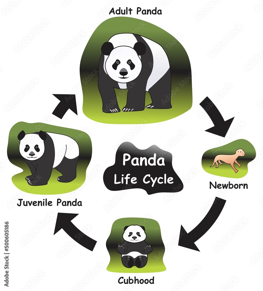 Panda Life Cycle Infographic Diagram showing different phases and ...
