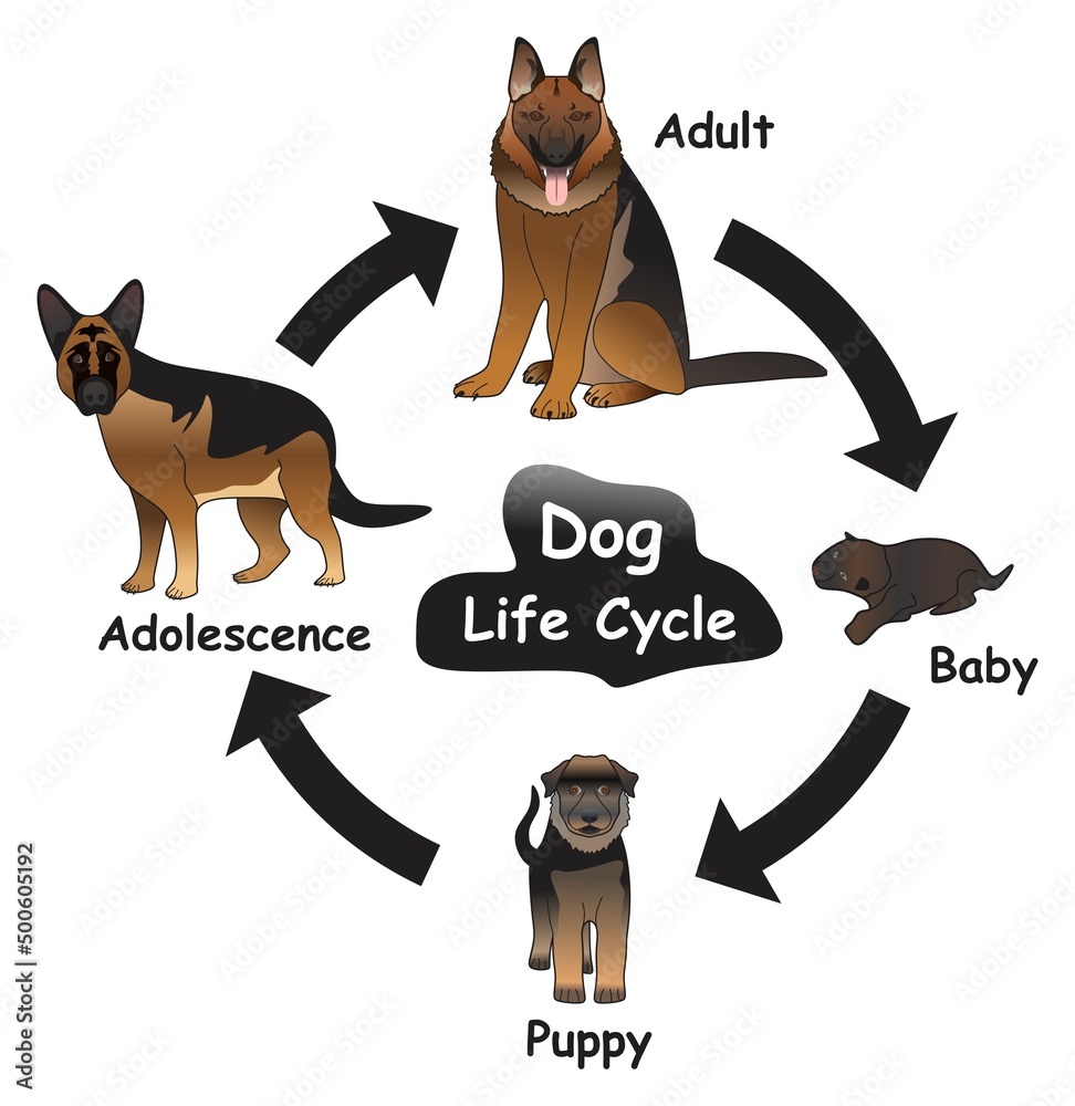 Dog Life Cycle Infographic Diagram showing different phases and ...